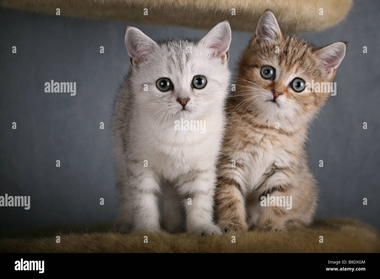 Two British Shorthair kittens Stock Photo - Alamy