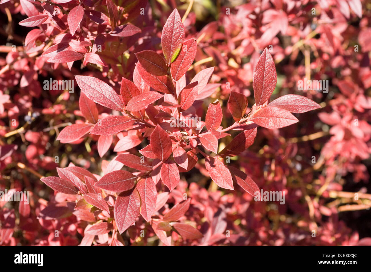 Lowbush blueberry hi-res stock photography and images - Alamy