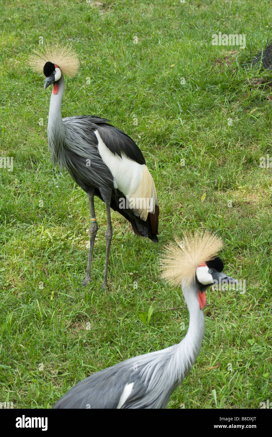 African Crowned Crane Stock Photo - Alamy