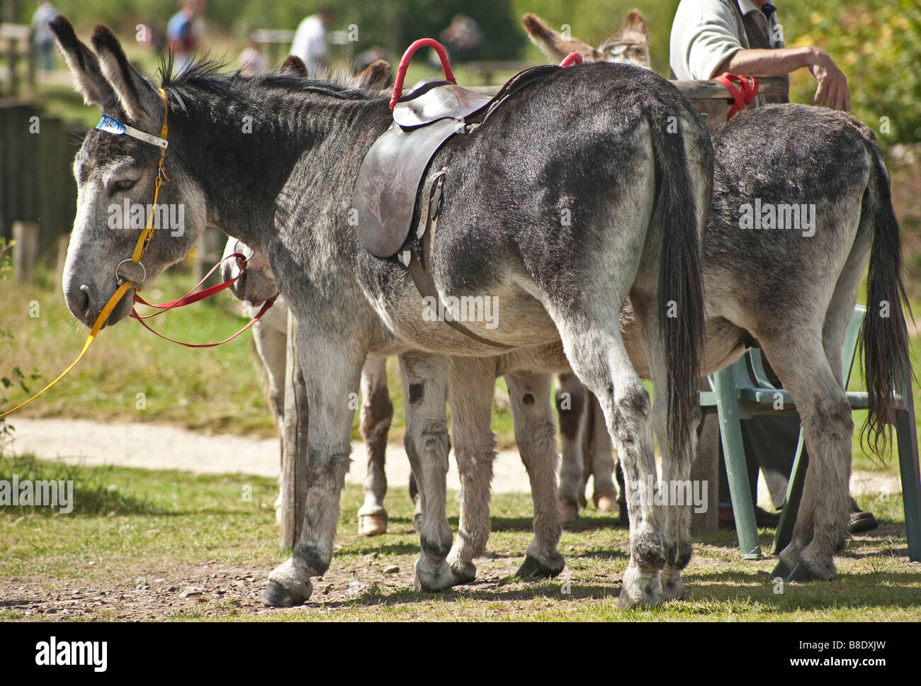 Donkeys at Chasewater Midlands Stock Photo - Alamy