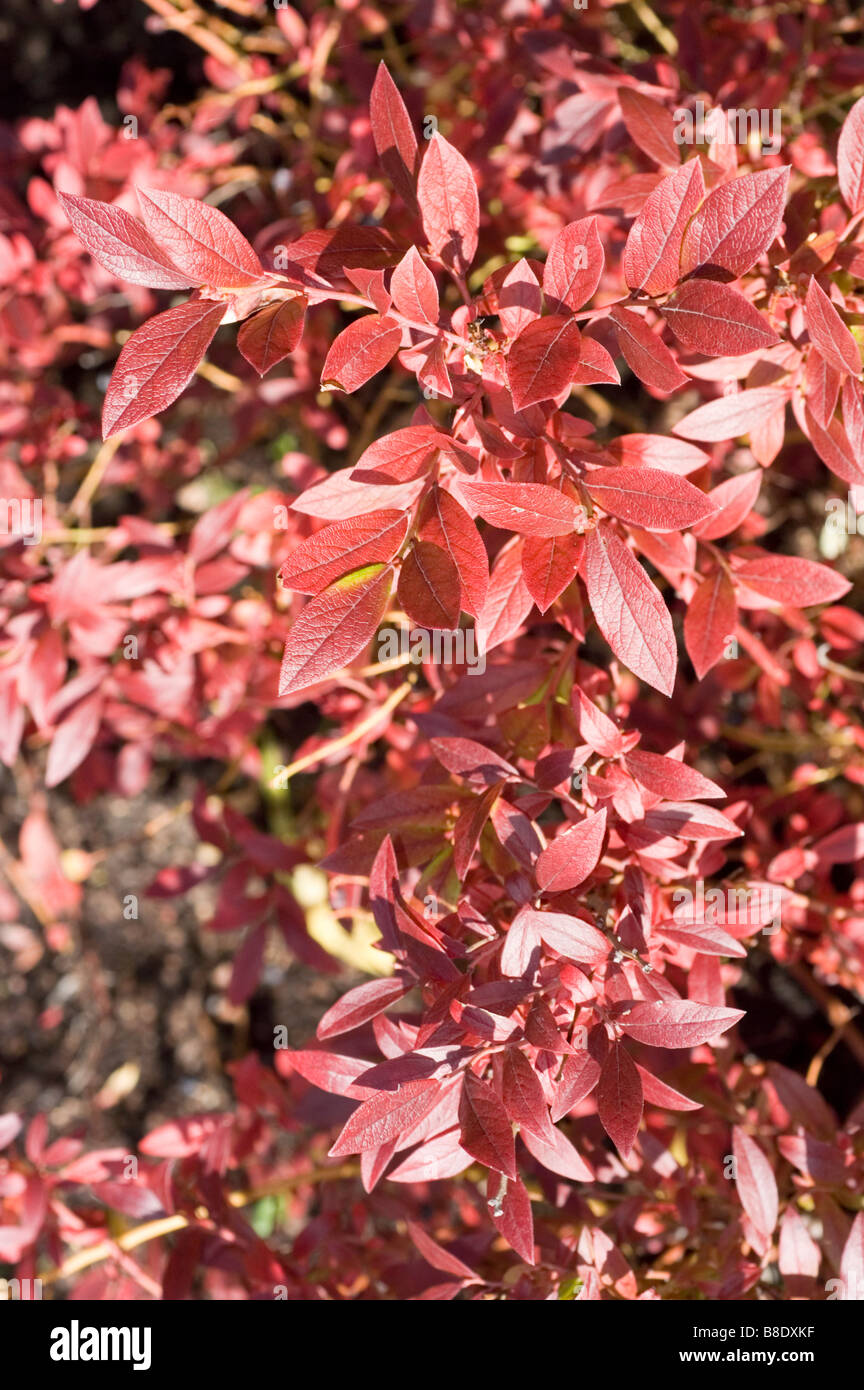Lowbush blueberry hi-res stock photography and images - Alamy