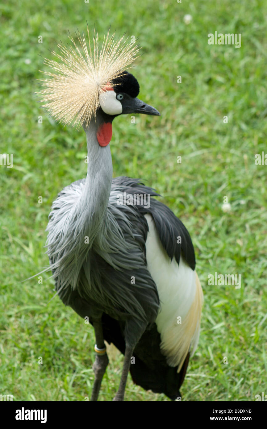African Crowned Crane Stock Photo - Alamy