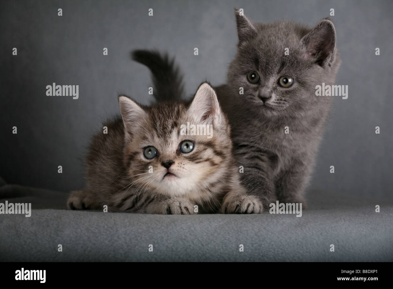 Two British Shorthair kittens Stock Photo - Alamy