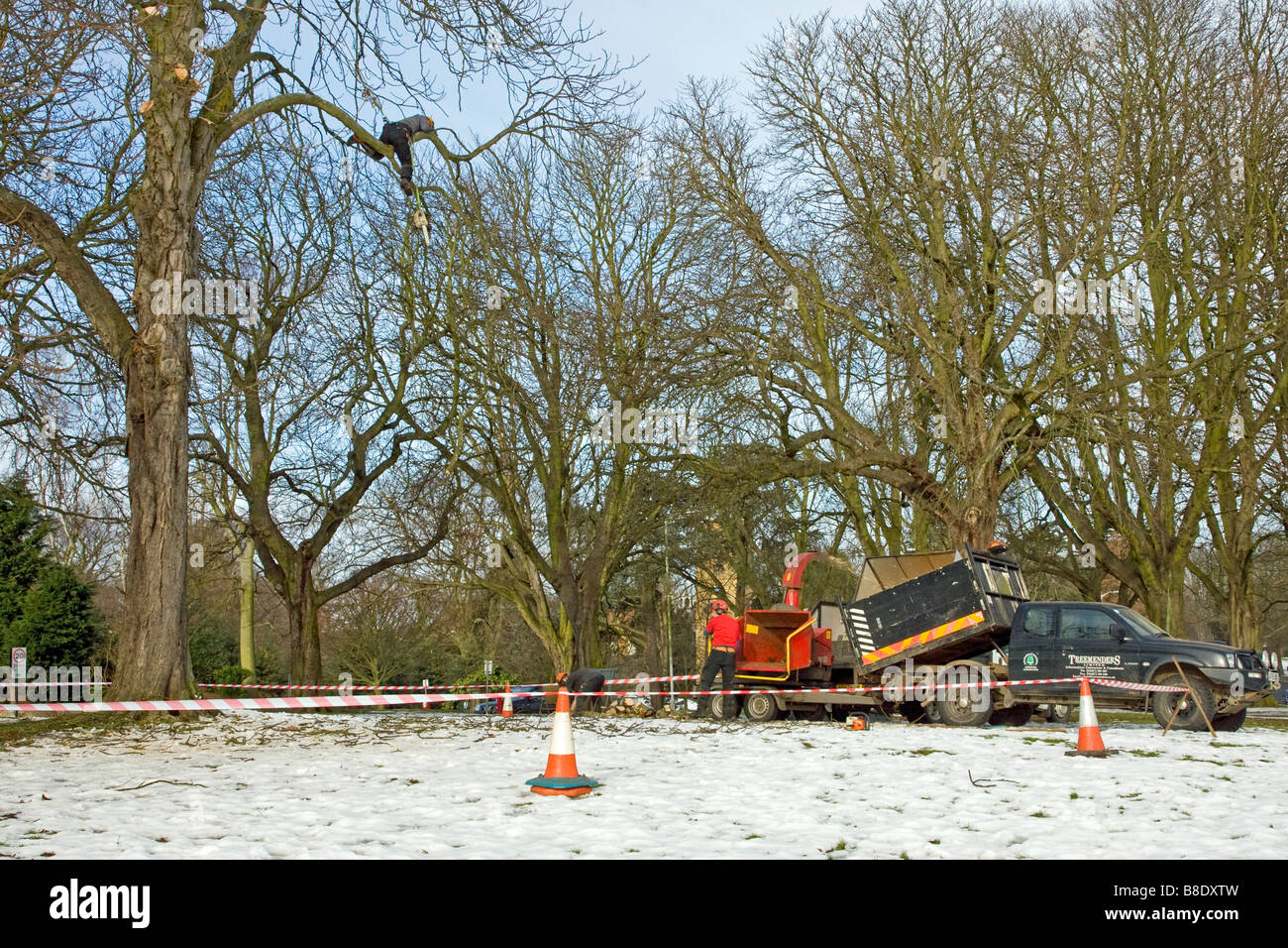 Tree felling uk hi-res stock photography and images - Alamy