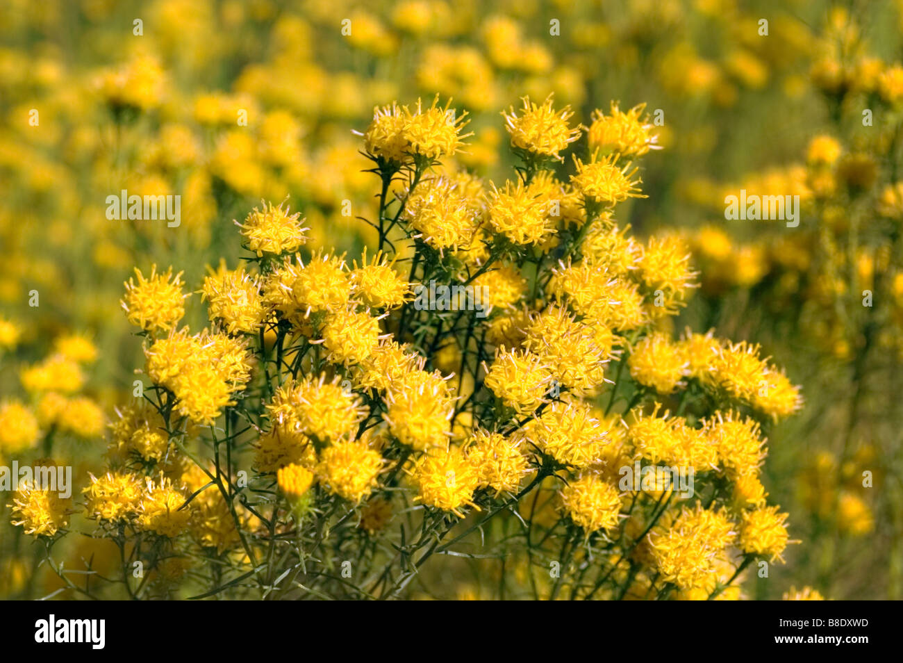 Bright yellow flowers of Linosyris vulgaris, Aster linosyris ...