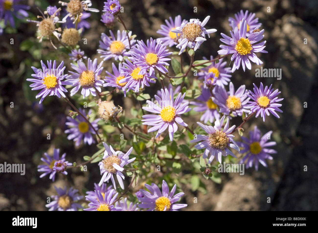 Italian aster amellus hi-res stock photography and images - Alamy