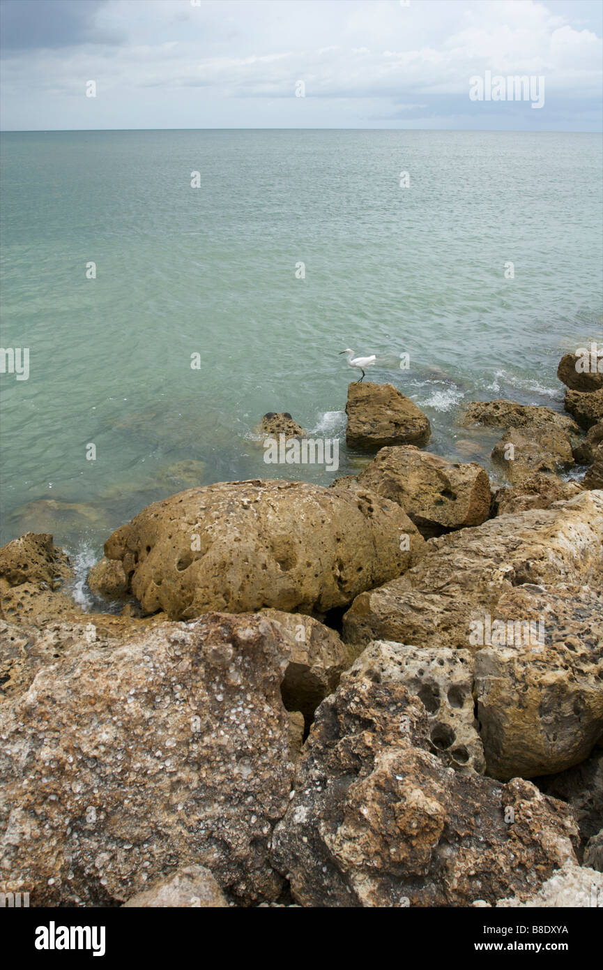 Rocks on beach with bird and ocean Stock Photo - Alamy