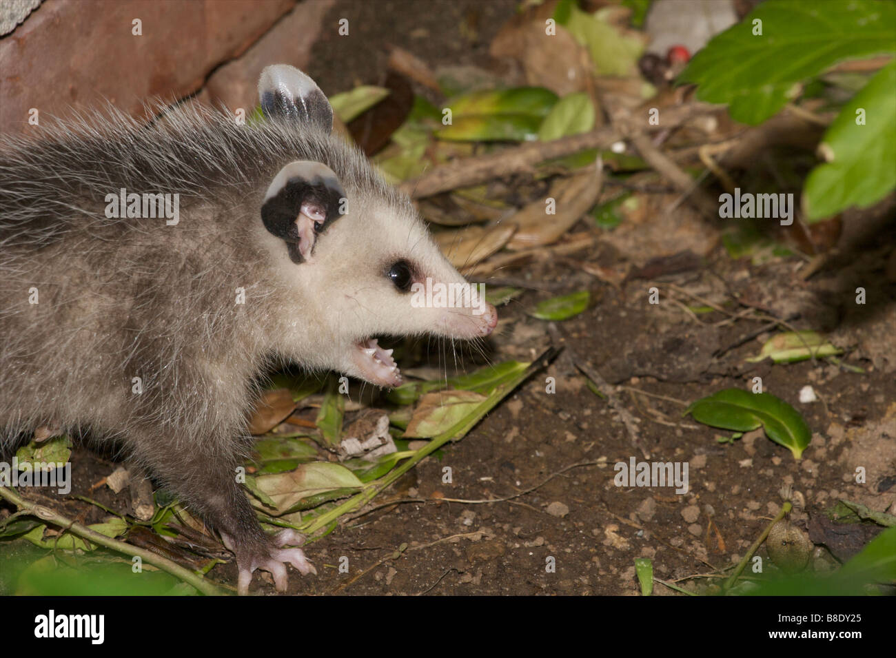 Opossum Baby High Resolution Stock Photography and Images - Alamy