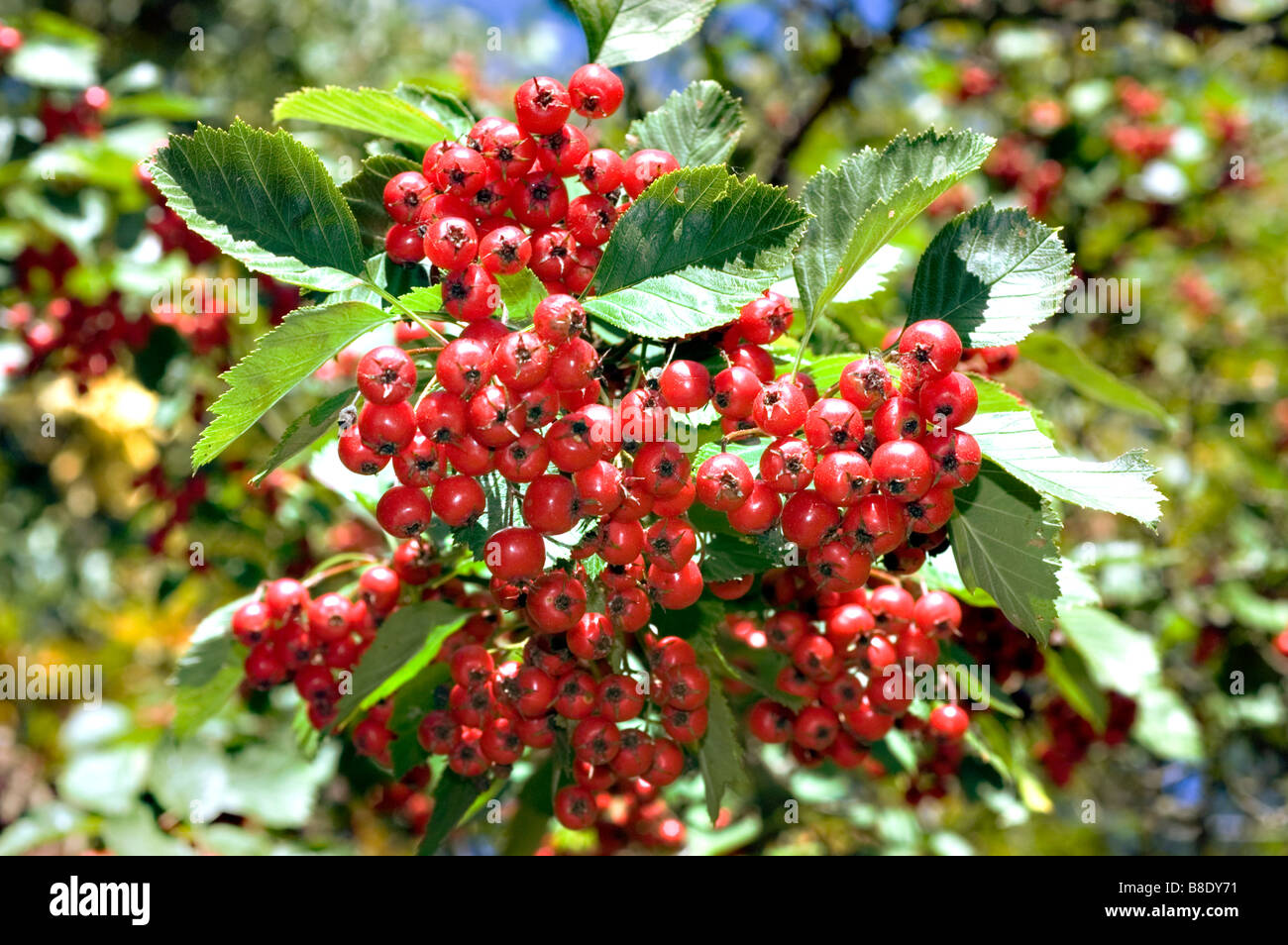 Autumn red berries of Fleshy Hawthorn, Long-spine Hawthorn, Succulent ...