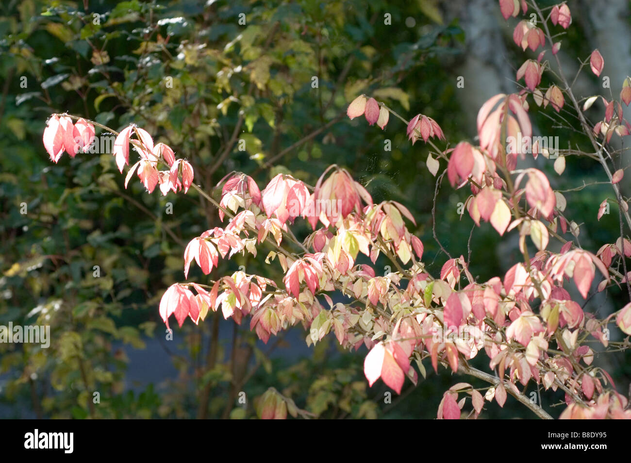 Burning_bush hi-res stock photography and images - Alamy