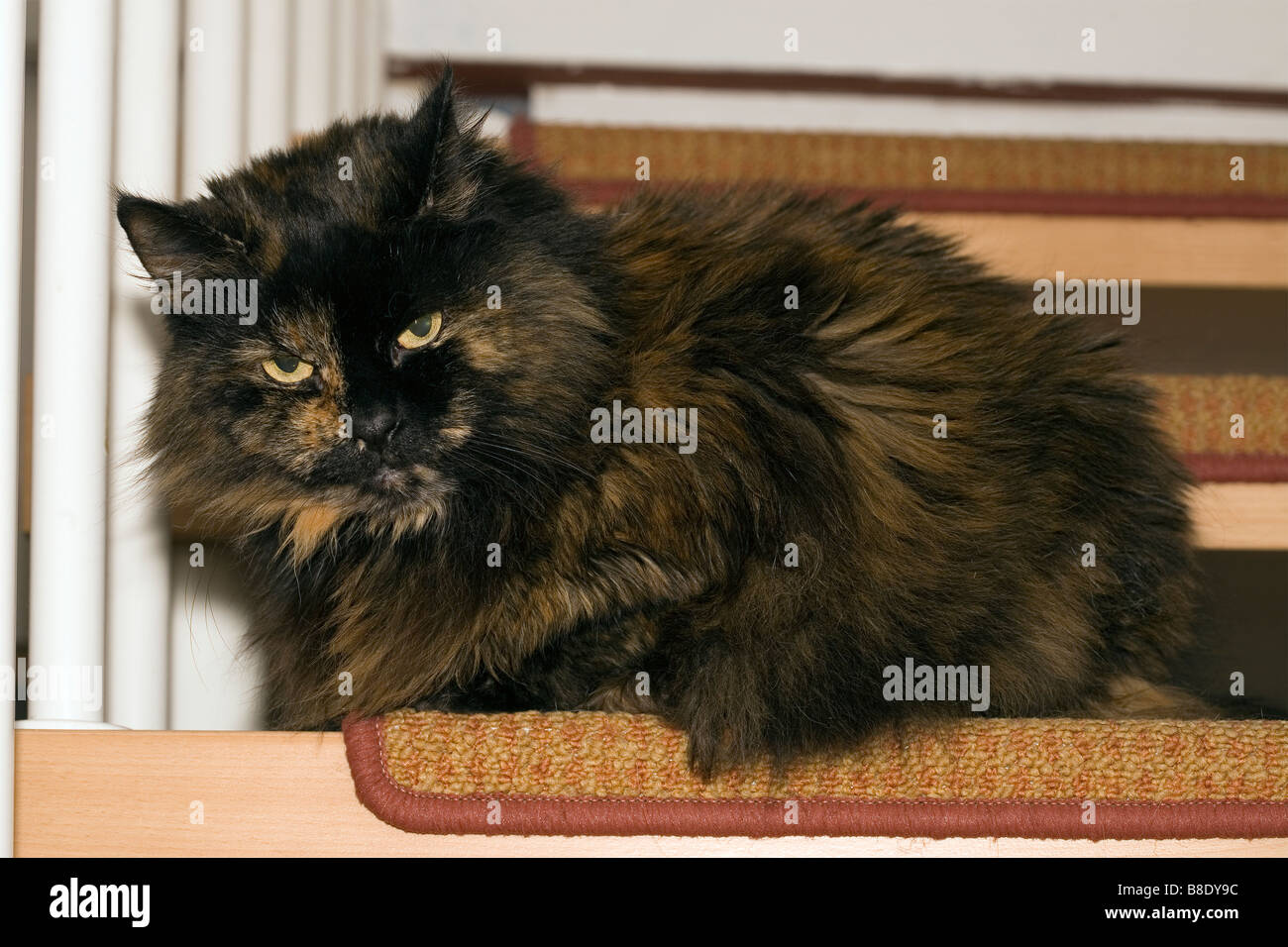 Cat on stairs Stock Photo - Alamy