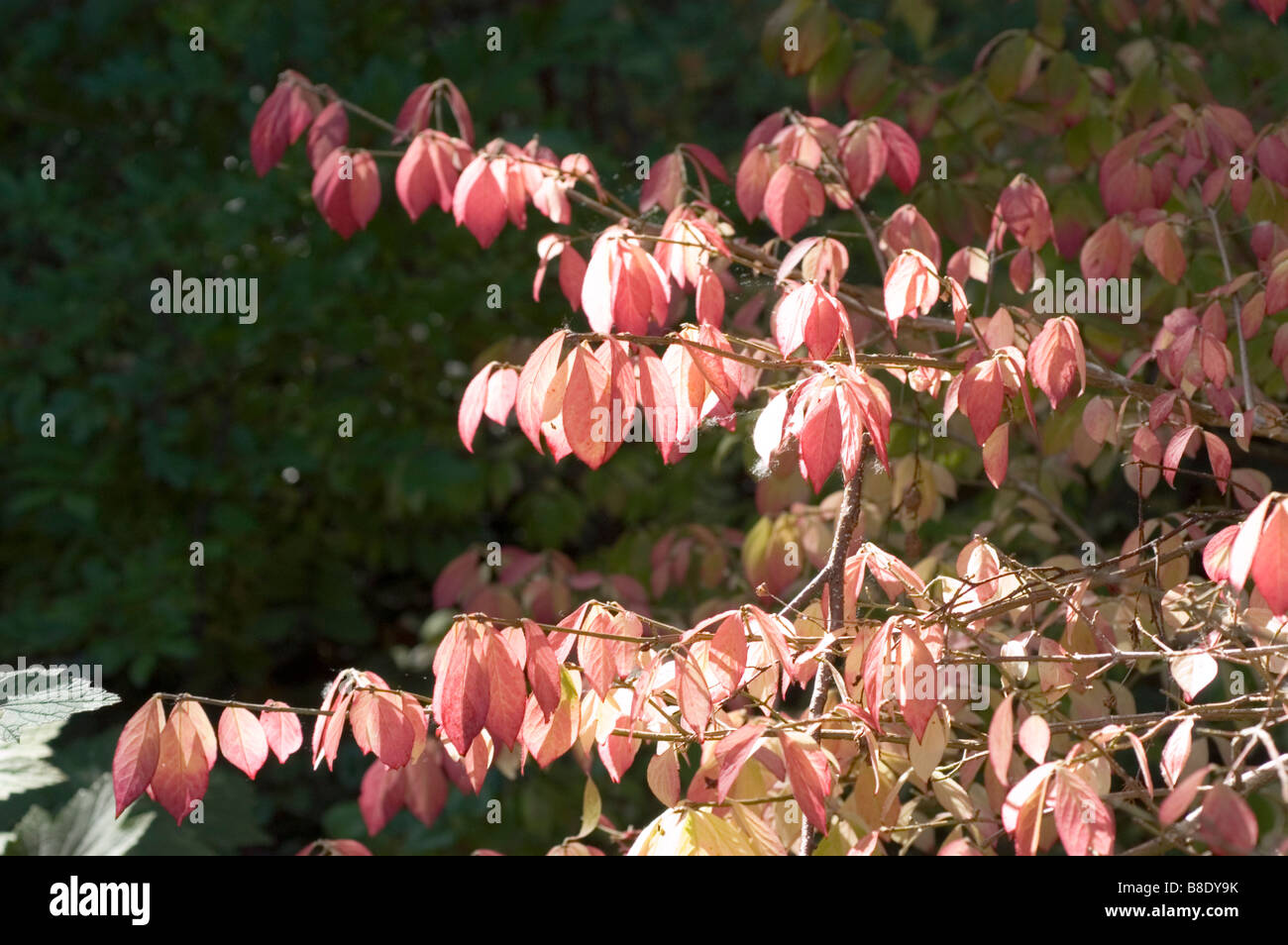 Burningbush, winged burning bush, Euonymus alatus autumn, fall Stock ...