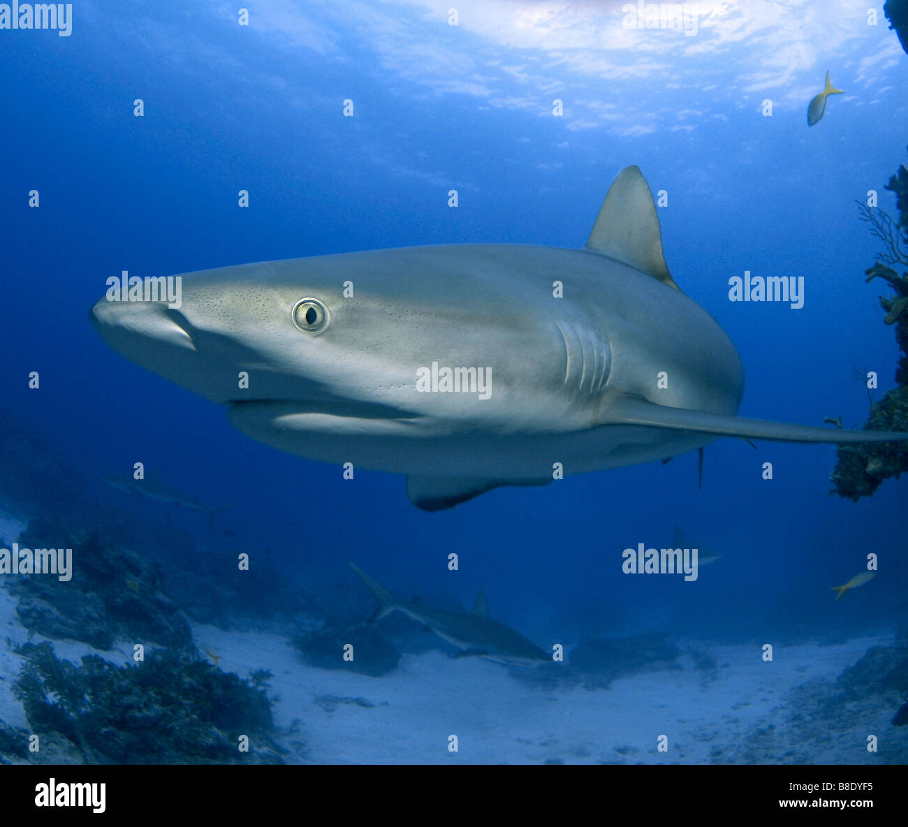 Deep sea diver and shark hi-res stock photography and images - Alamy