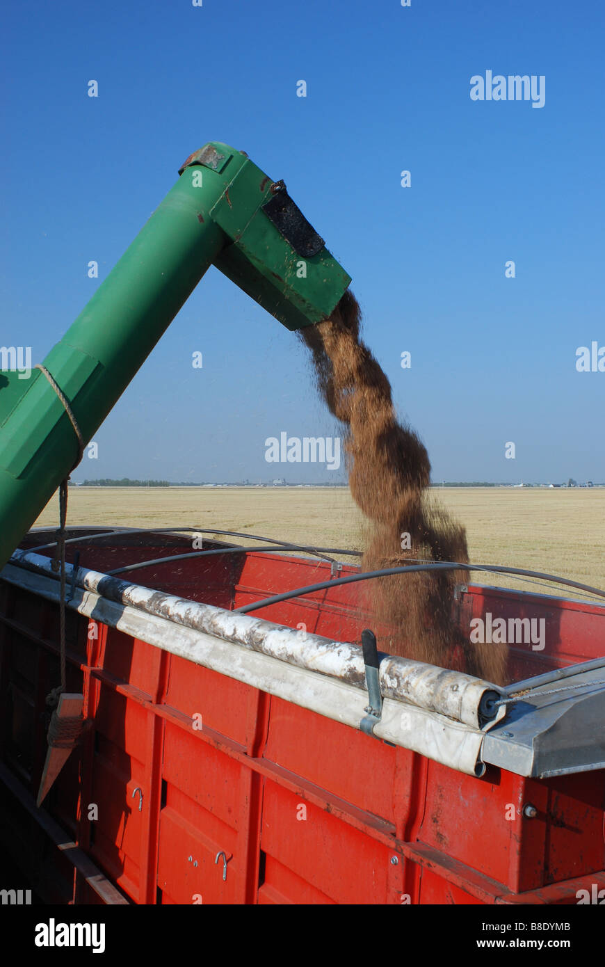 Grain auger unloads into a red truck Vertical Stock Photo - Alamy