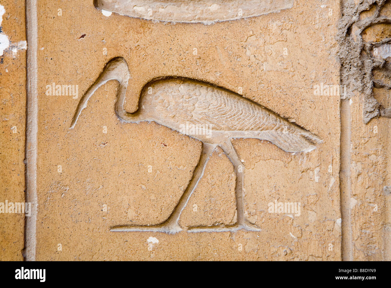 Egyptian Ibis Bird