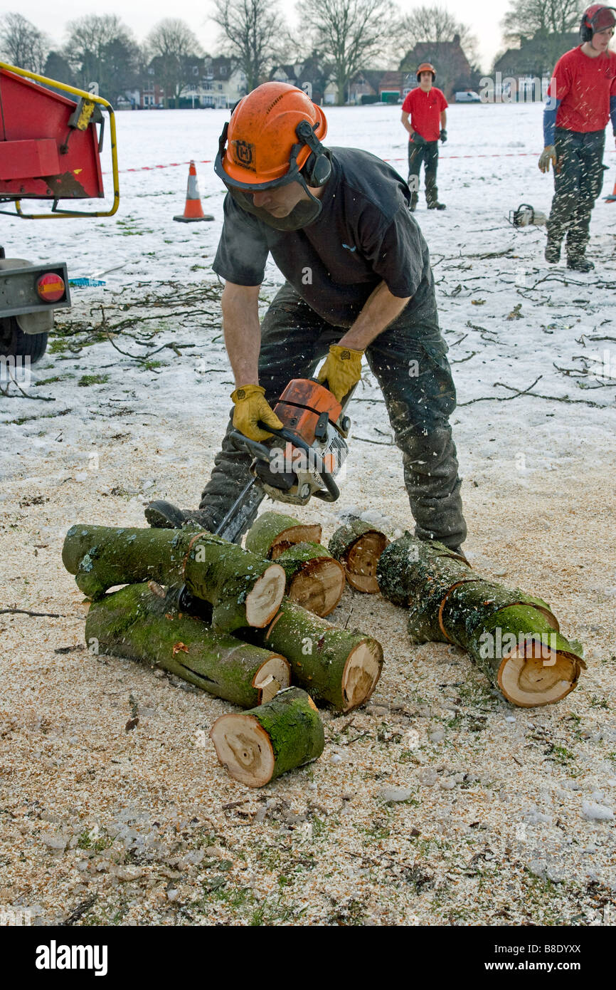 Felling and Pruning to Trees in Park Stock Photo - Alamy