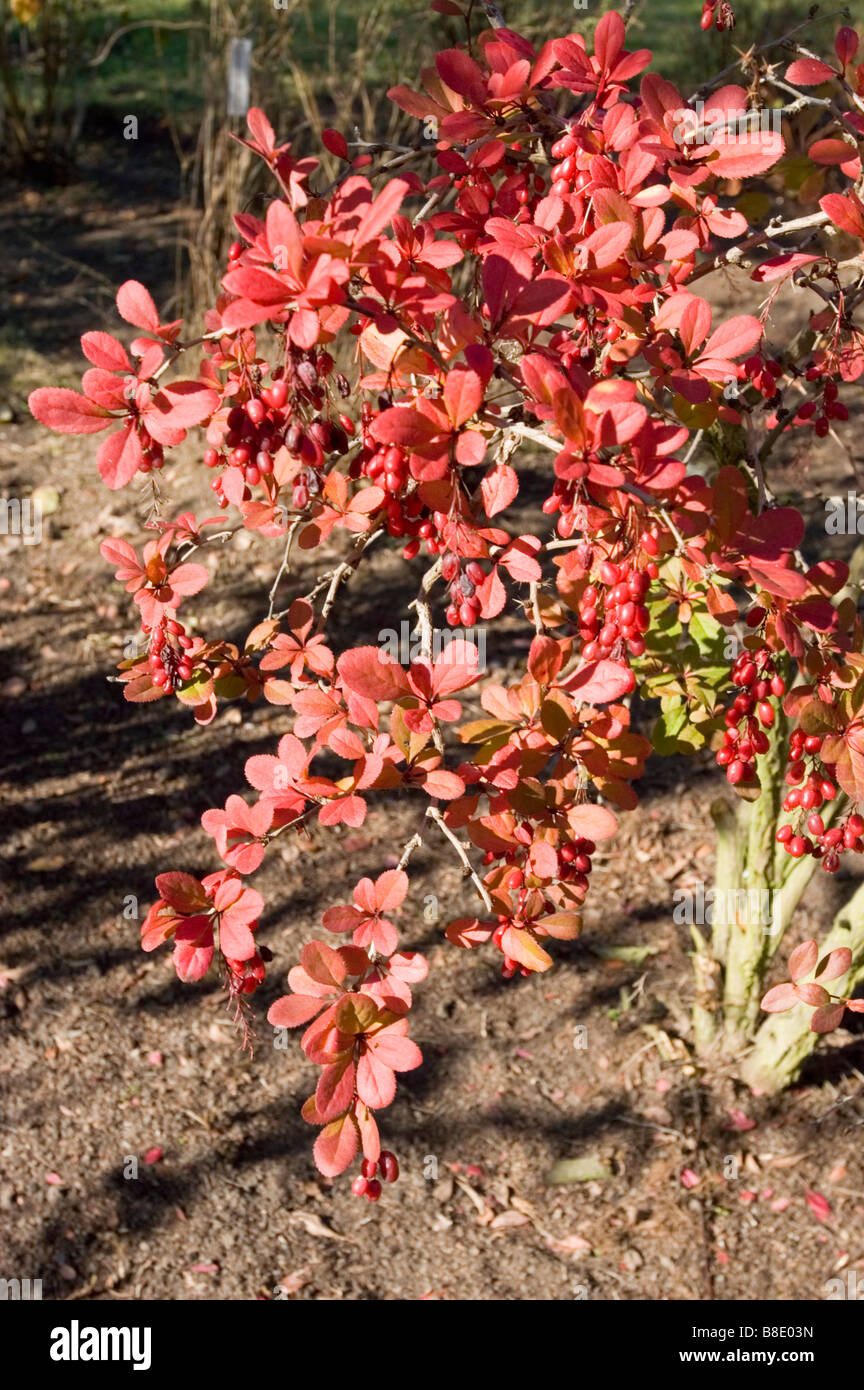 Korean barberry hi-res stock photography and images - Alamy