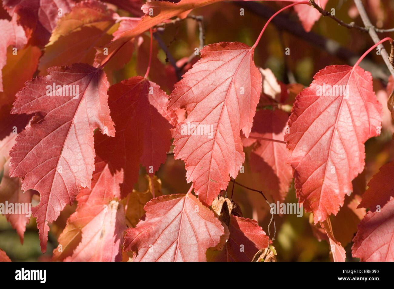 Amur maple hi-res stock photography and images - Alamy