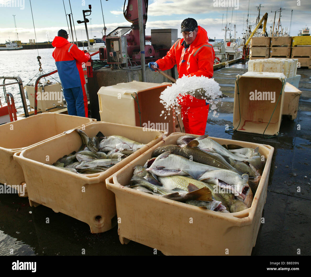 Fresh cod fish, Reykjanes Peninsula ,Iceland Stock Photo - Alamy
