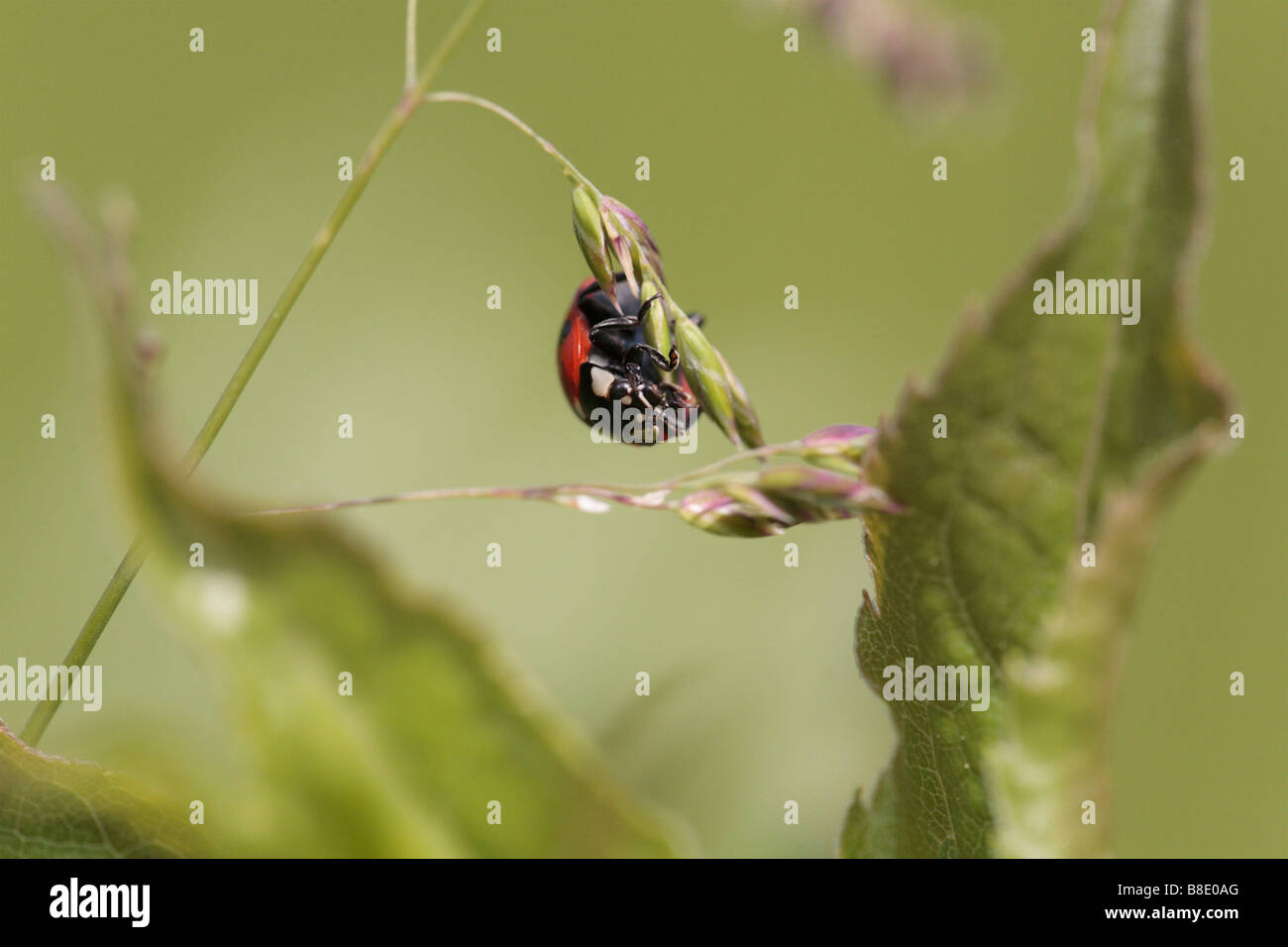 Red color of ladybird hi-res stock photography and images - Alamy