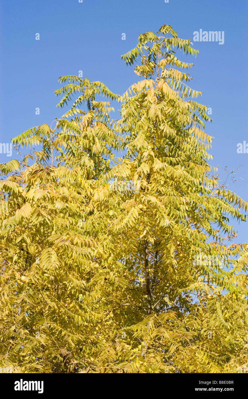 Yellow Manchurian walnut, Juglans mandshurica, China asia Stock Photo ...