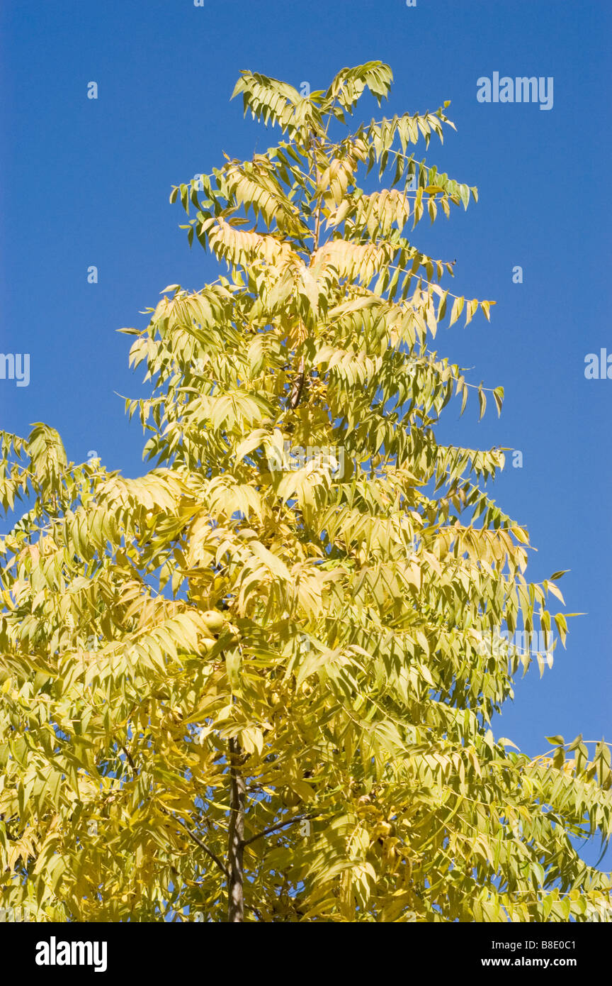 Manchurian walnut hi-res stock photography and images - Alamy