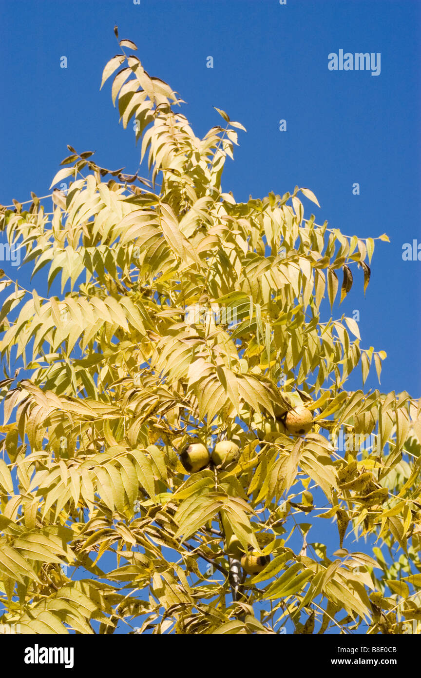 Manchurian walnut, Juglans mandshurica, China asia Stock Photo - Alamy
