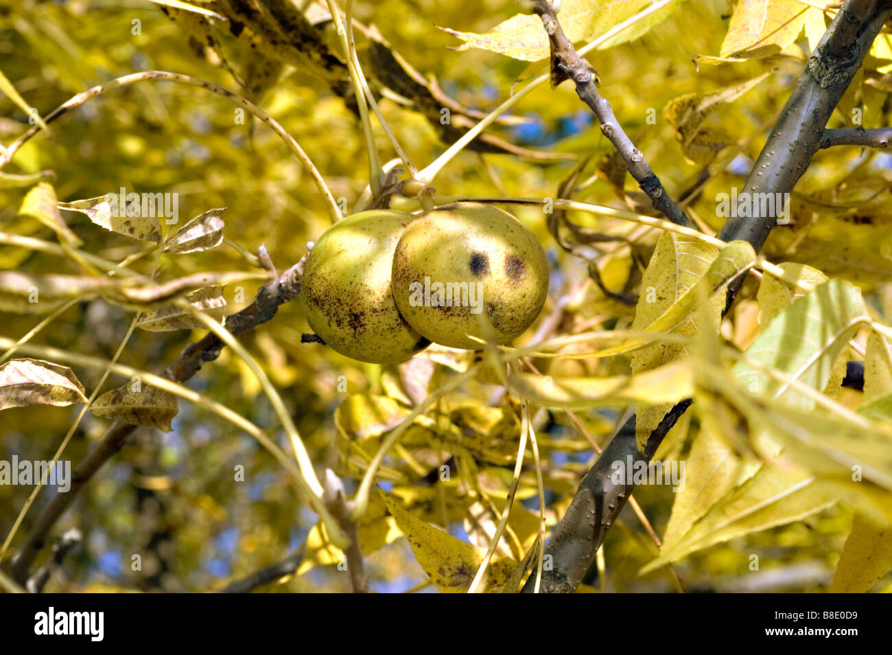 Manchurian walnut, Juglans mandshurica, China asia Stock Photo - Alamy