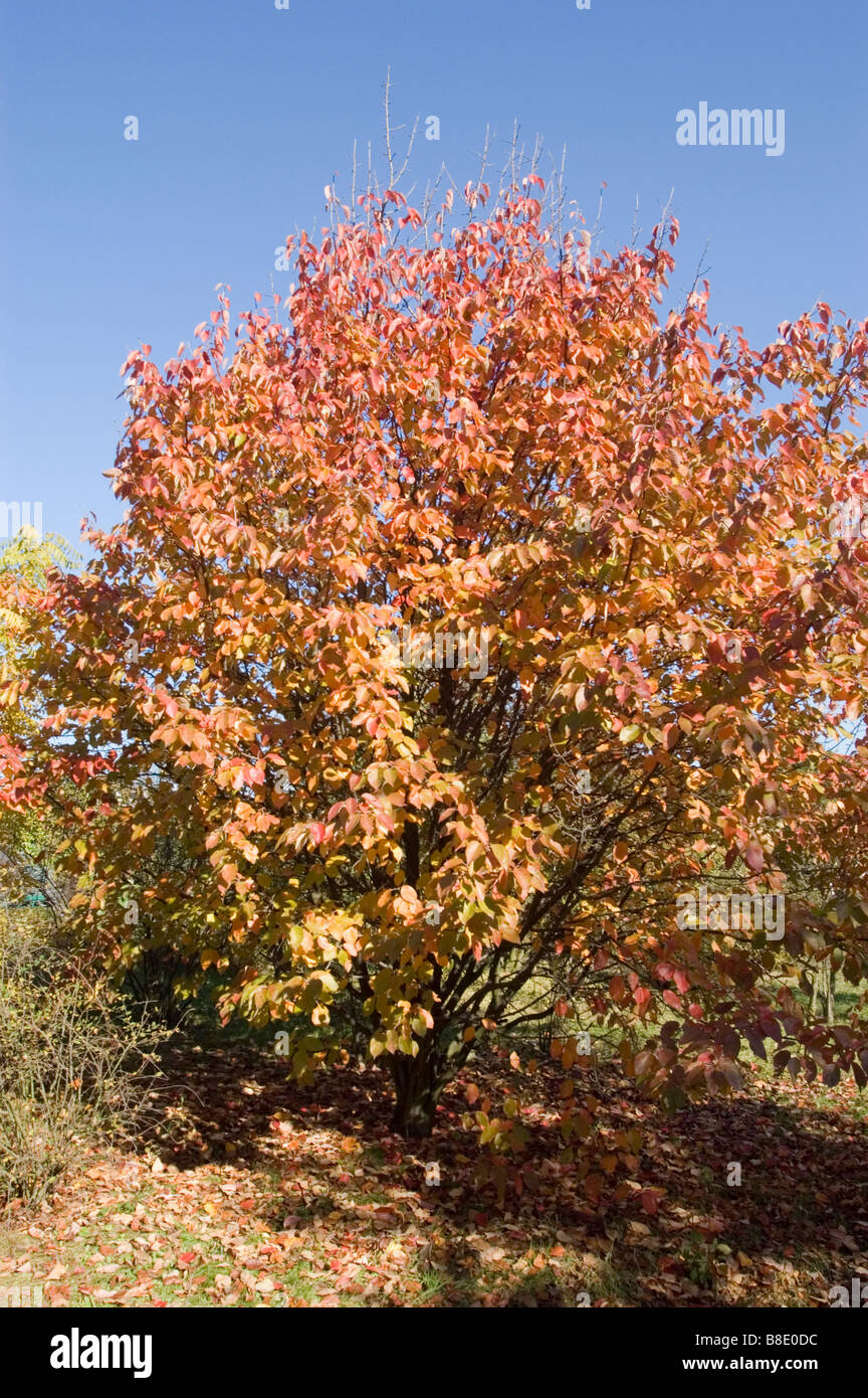 Prairie crabapple malus ioensis hi-res stock photography and images - Alamy