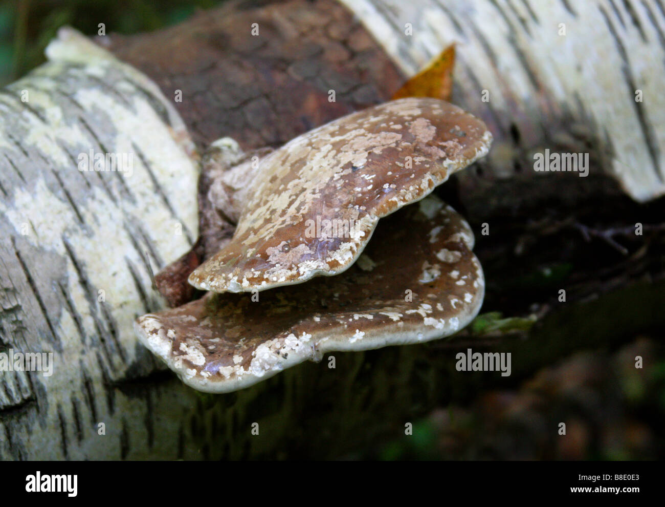 Common birch bracket piptoporus betulinus hi-res stock photography and ...