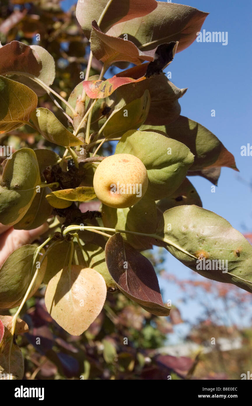Prairie crabapple malus ioensis hi-res stock photography and images - Alamy