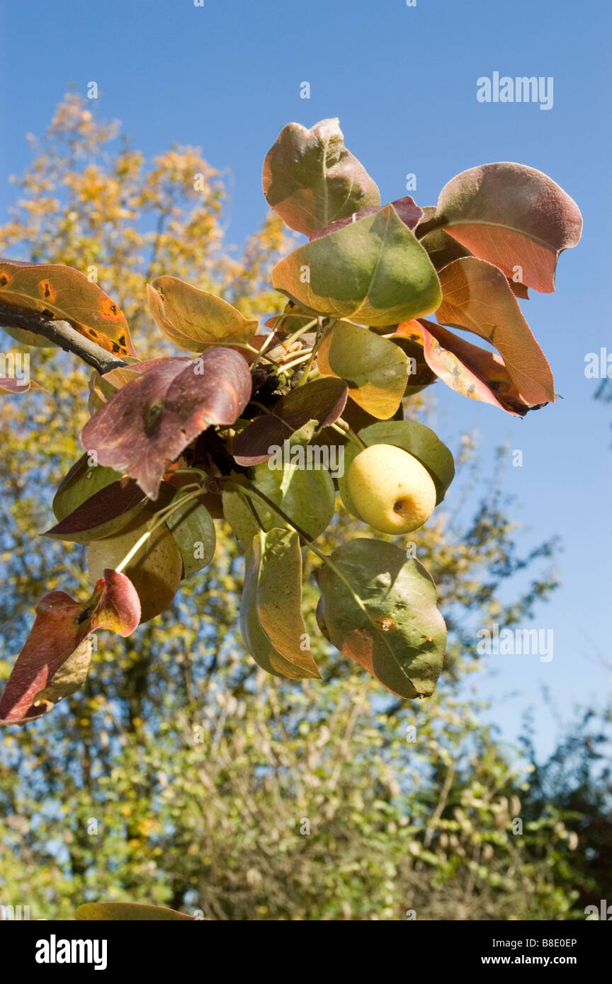 Red leaves of prairie crab apple, Prairie Crabapple Malus ioensis ...
