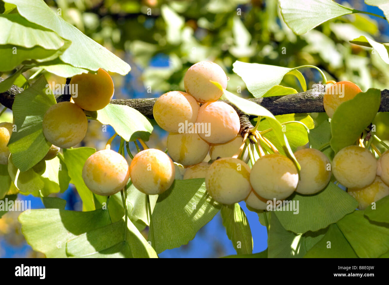 Ginkgo Biloba Fruit