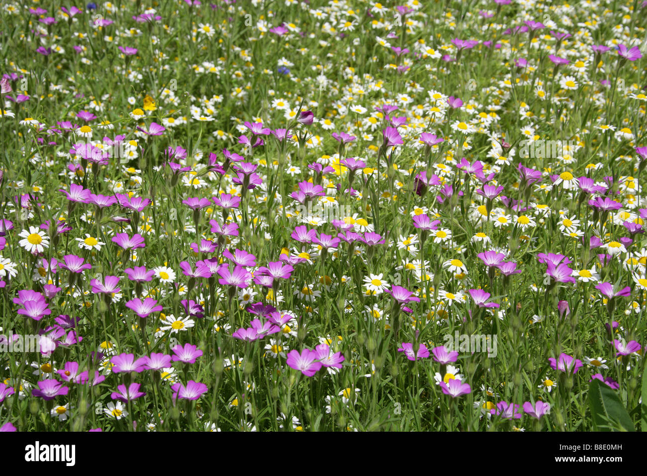 Corn Cockle, Agrostemma githago, Caryophyllaceae and Ox Eye Daisies ...