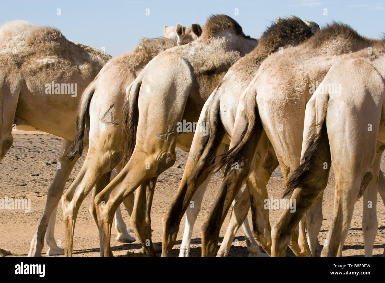 Behinds hi-res stock photography and images - Alamy