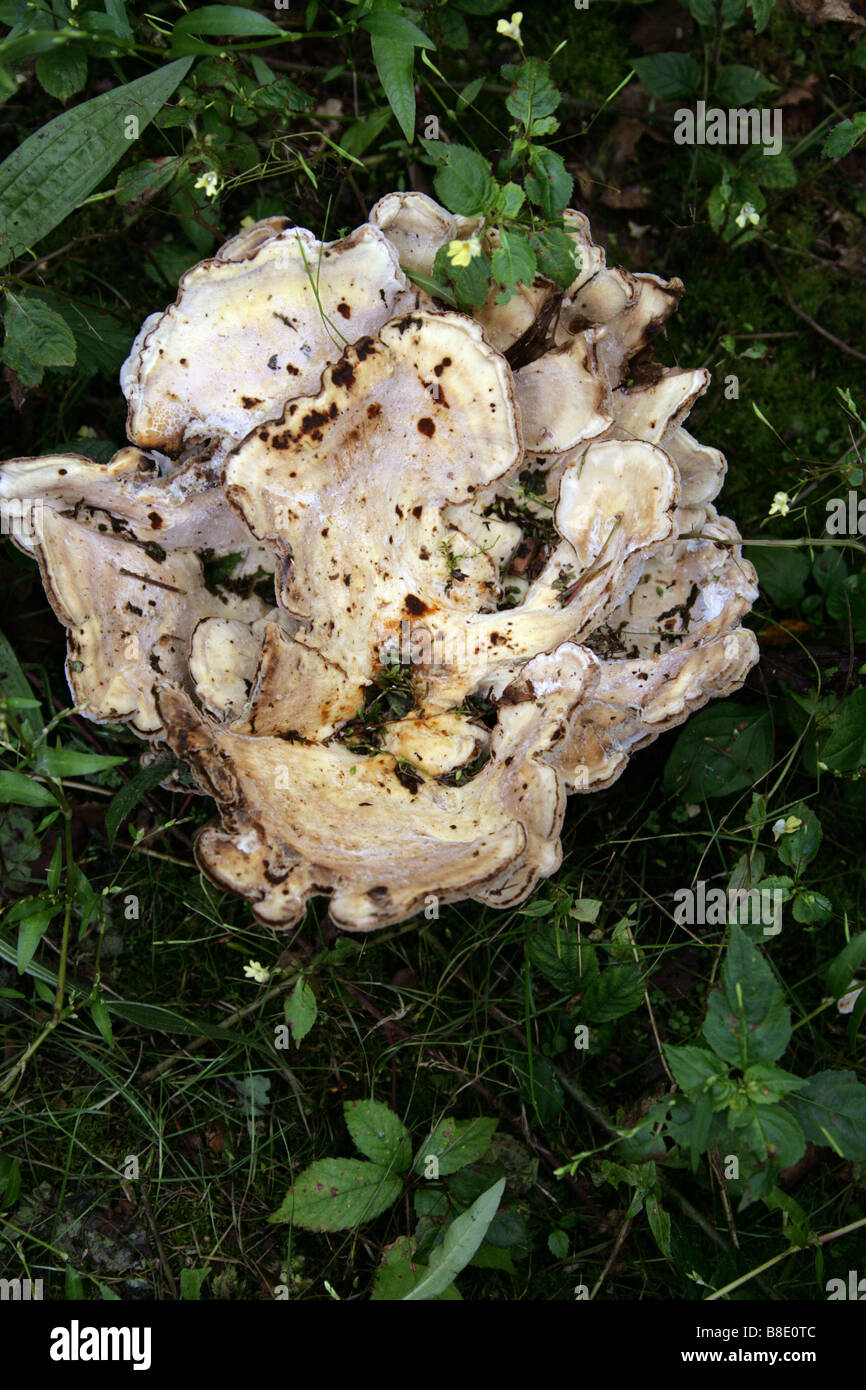 Meripilaceae hi-res stock photography and images - Alamy