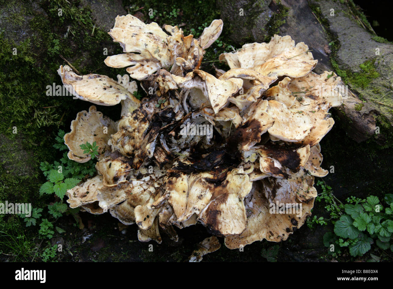 Giant Polypore, Meripilus giganteus, Meripilaceae. Old Specimen Stock ...