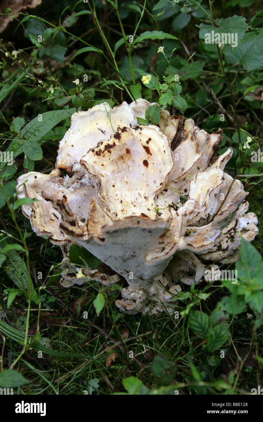 Giant polypore mushroom hi-res stock photography and images - Alamy
