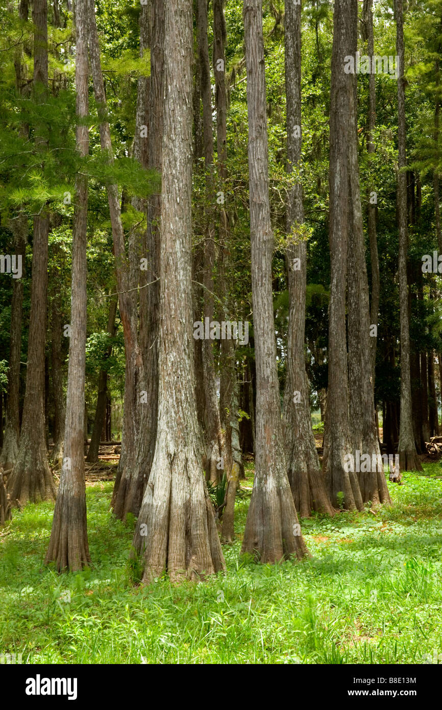 Bald Cypress forest, 'Taxodium distichum' Stock Photo - Alamy