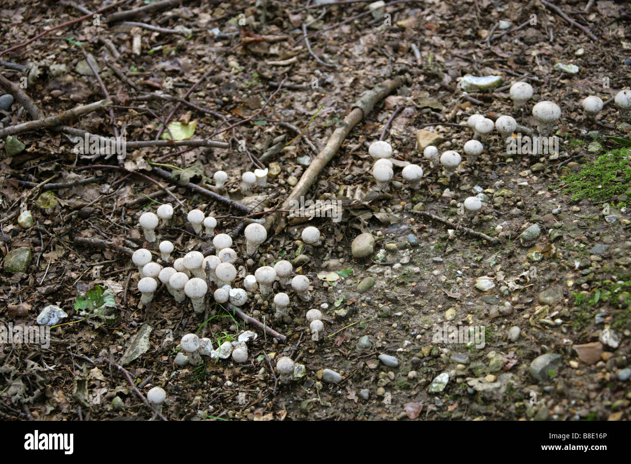 Puffball Fungi, Lycoperdon Perlatum Stock Photo - Alamy