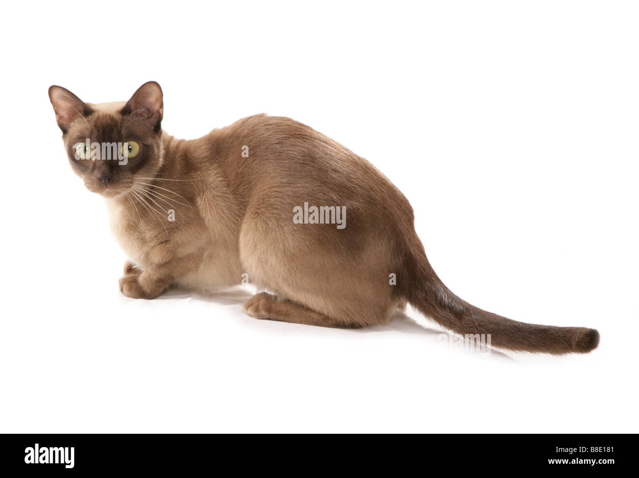 Burmese Cat Sitting Studio Stock Photo - Alamy