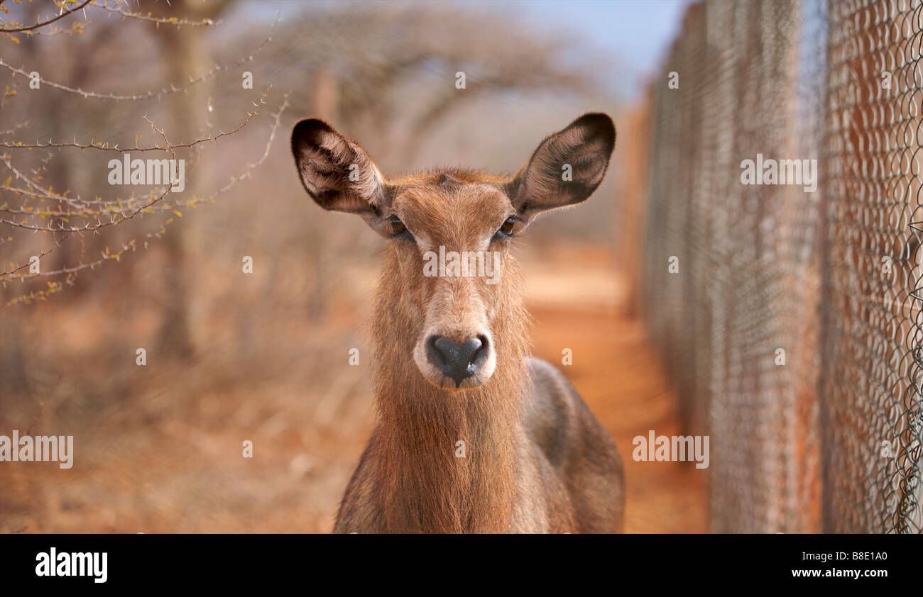 Captive captivity african fence hi-res stock photography and images - Alamy