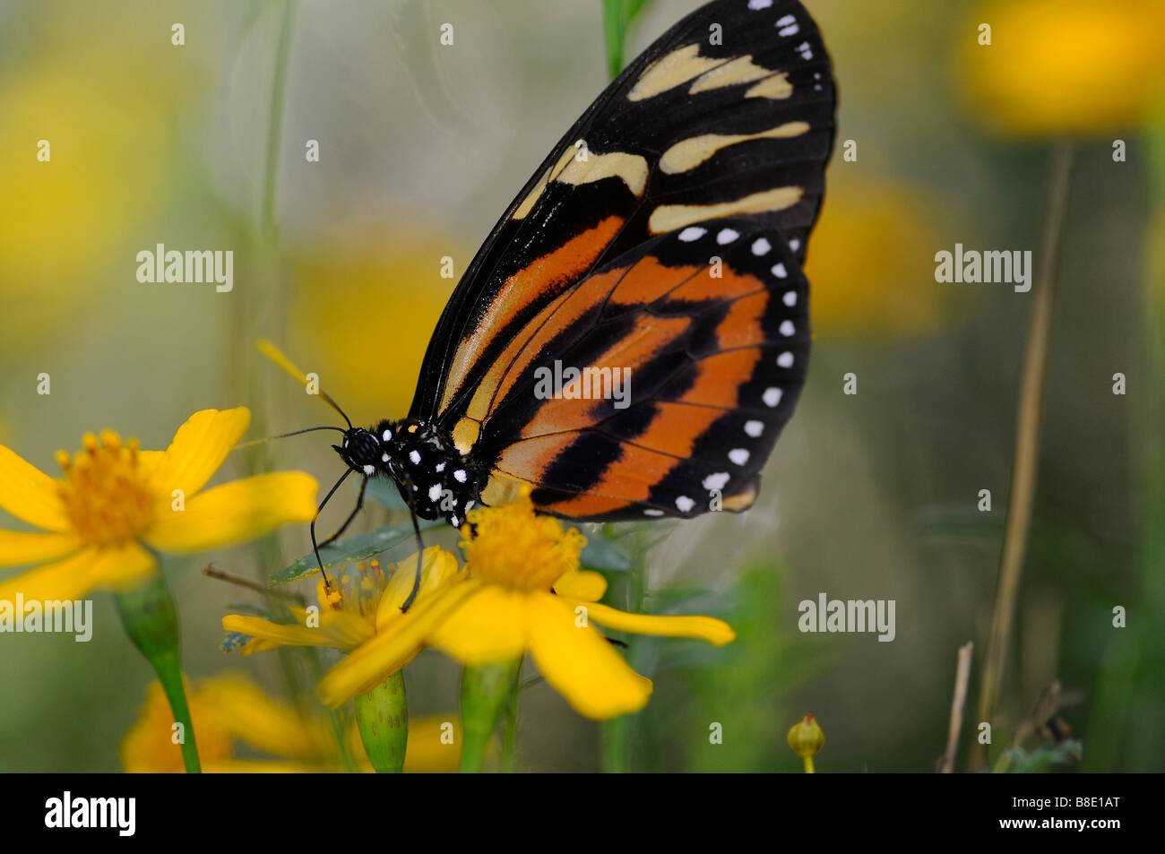 Butterfly on flower Stock Photo - Alamy