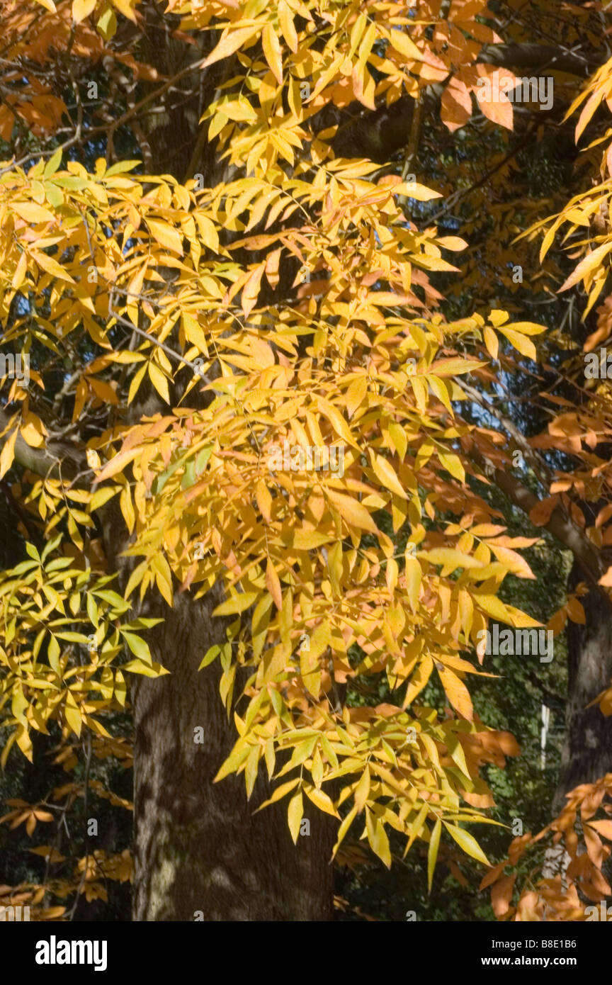 Vibrant yellow autumn foliage of Bitternut hickory (Carya cordiformis ...