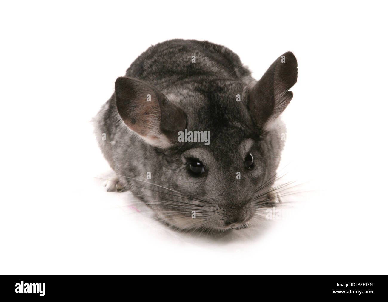Black chinchilla hi-res stock photography and images - Alamy