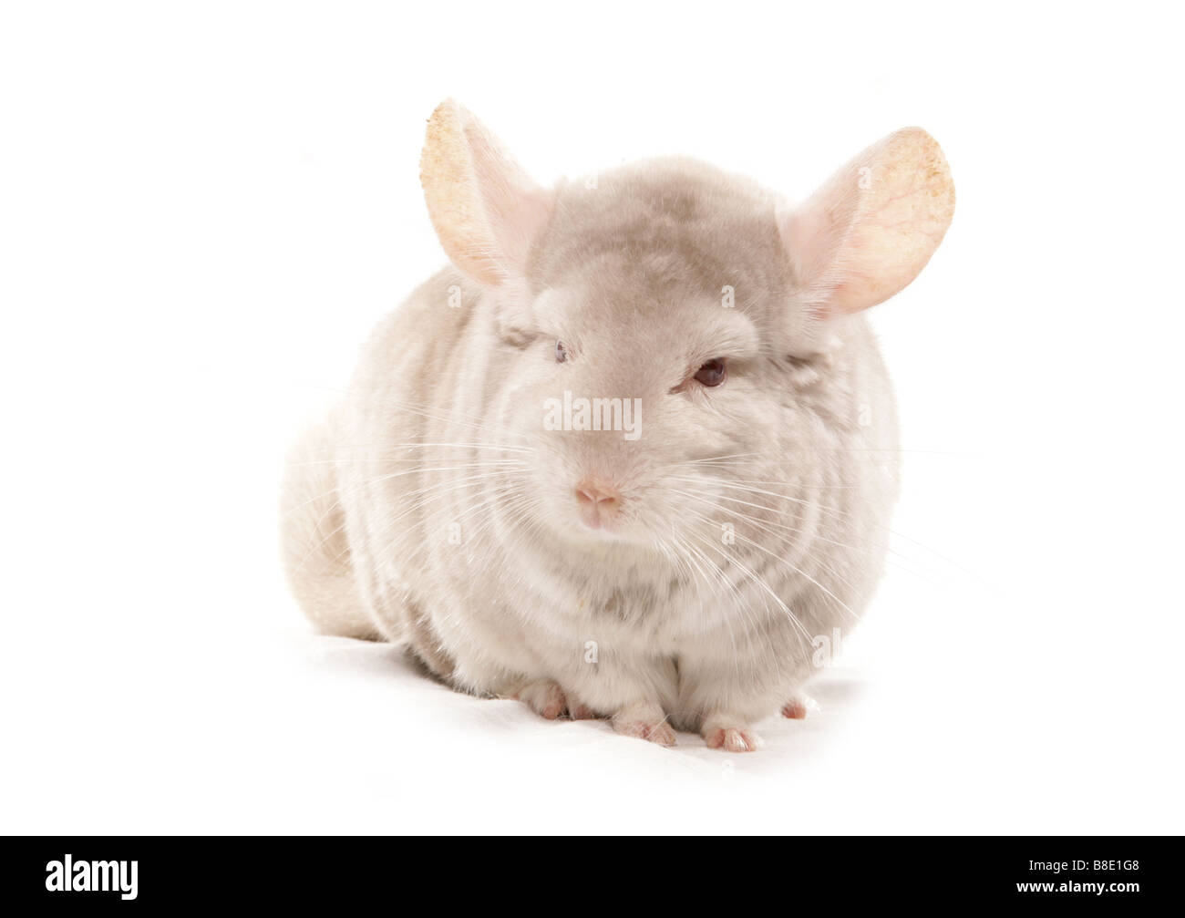 Albino Chinchilla Sitting Studio Stock Photo - Alamy