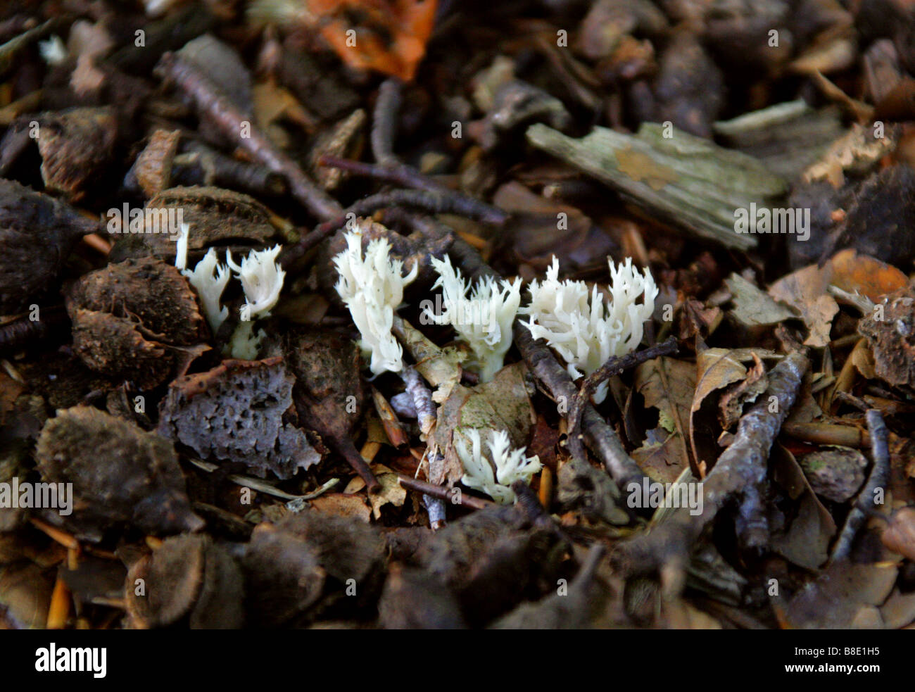 White Coral Fungus or Crested Coral Fungus, Clavulina cristata ...
