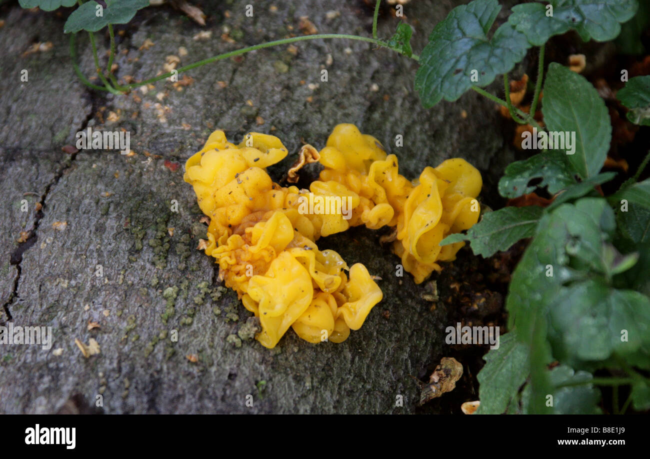 Tremella Mesenterica