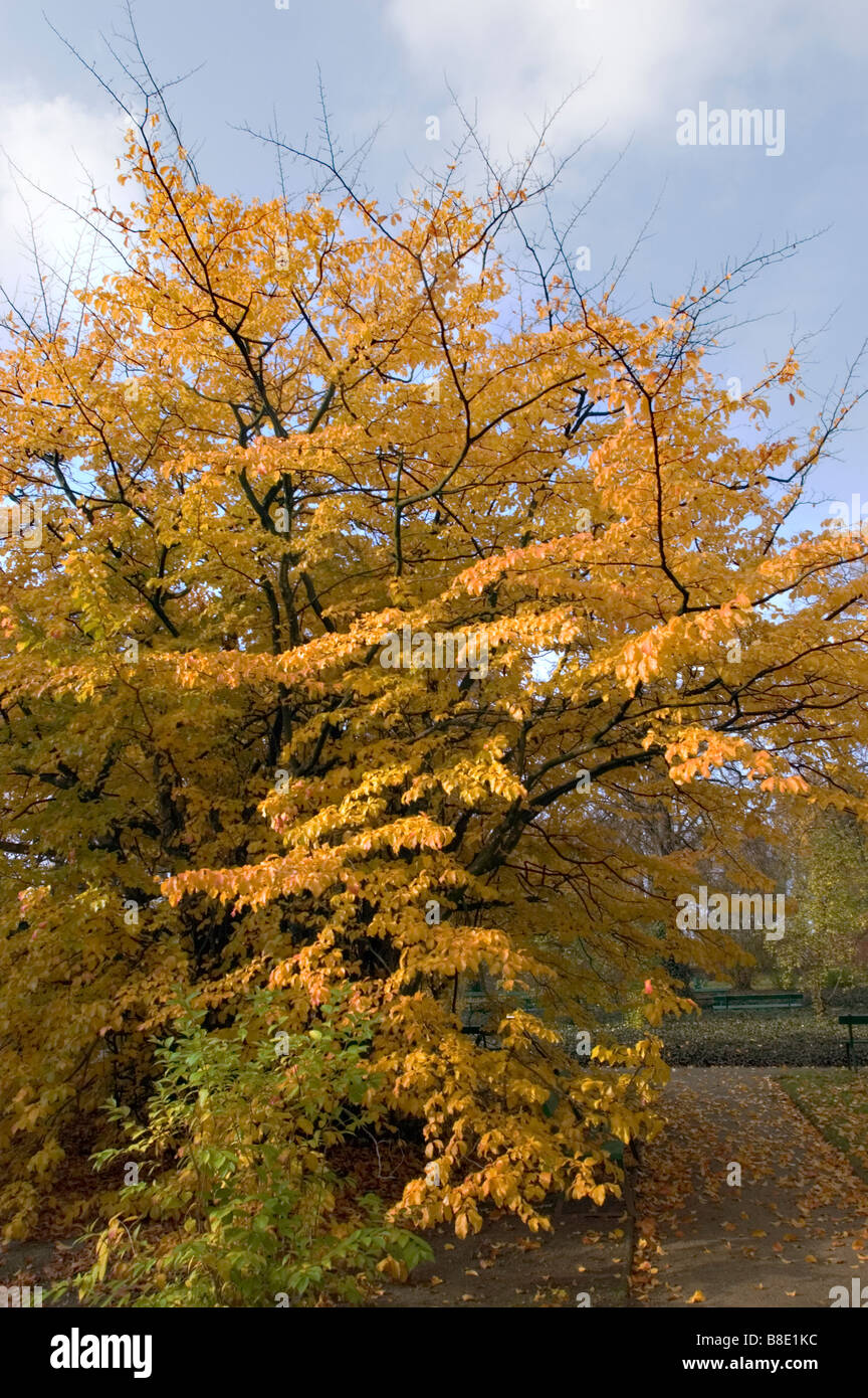 Persian Parotia High Resolution Stock Photography and Images - Alamy