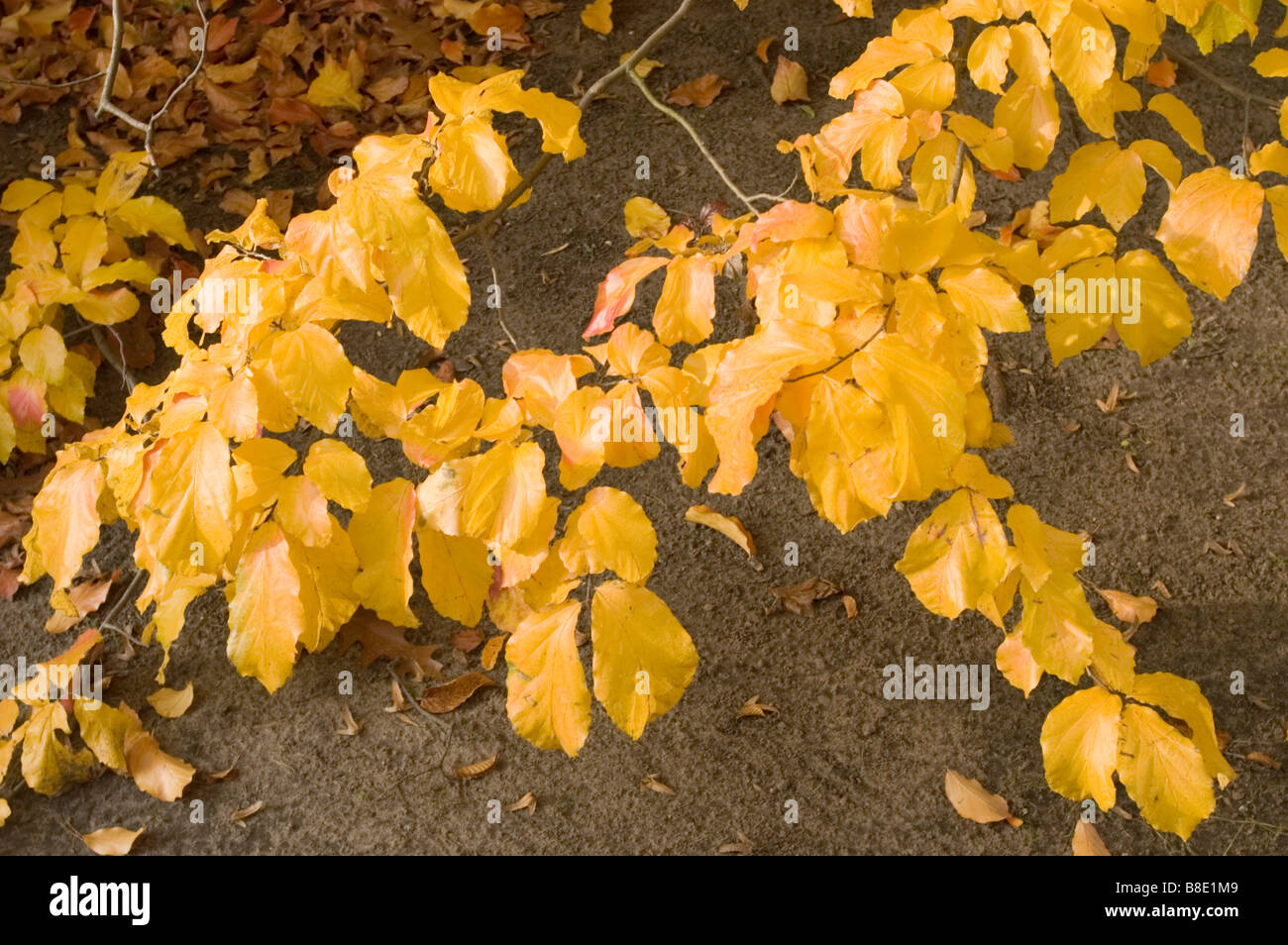 Parotia hi-res stock photography and images - Alamy